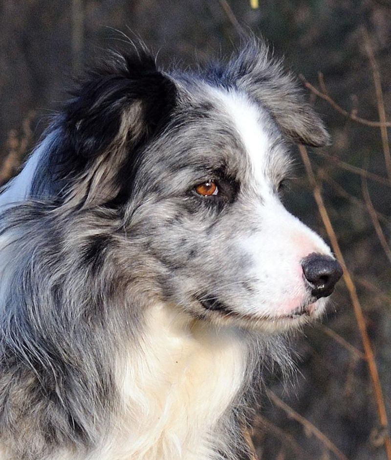 What Is Cea And Border Collies